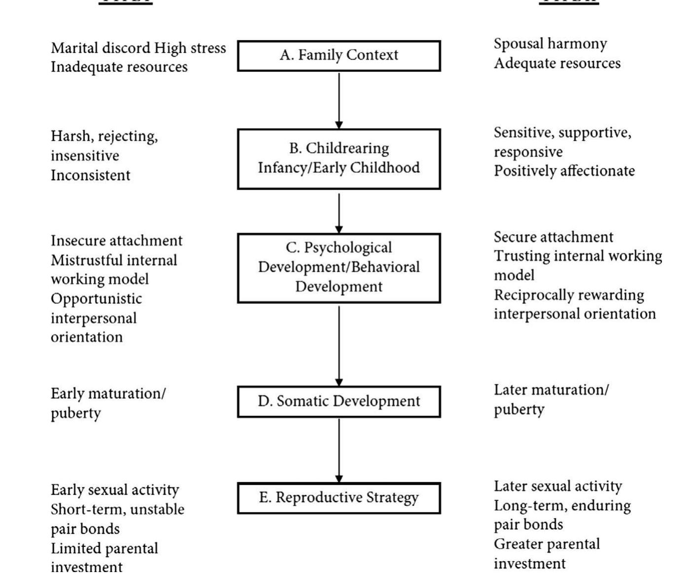 Diagram of major components of belsky et al.’s (1991)