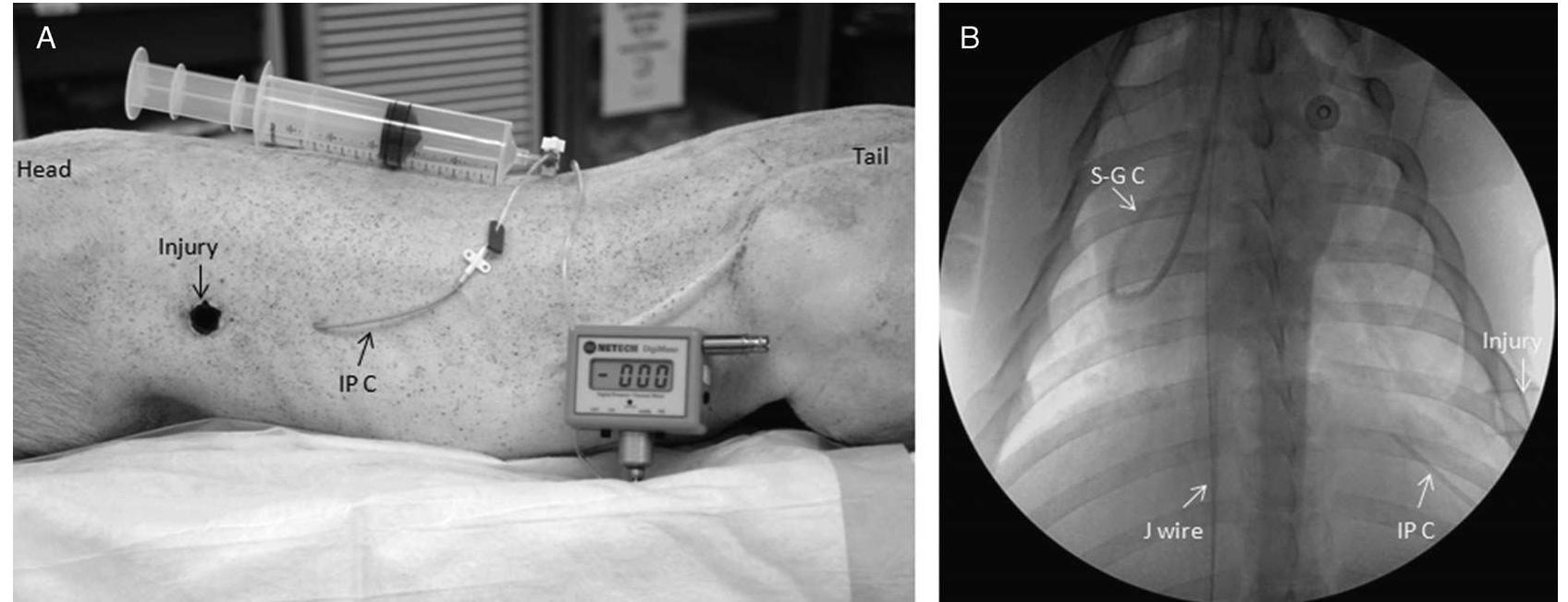 Experimental model of ptx and tension ptx in pigs. a, a test