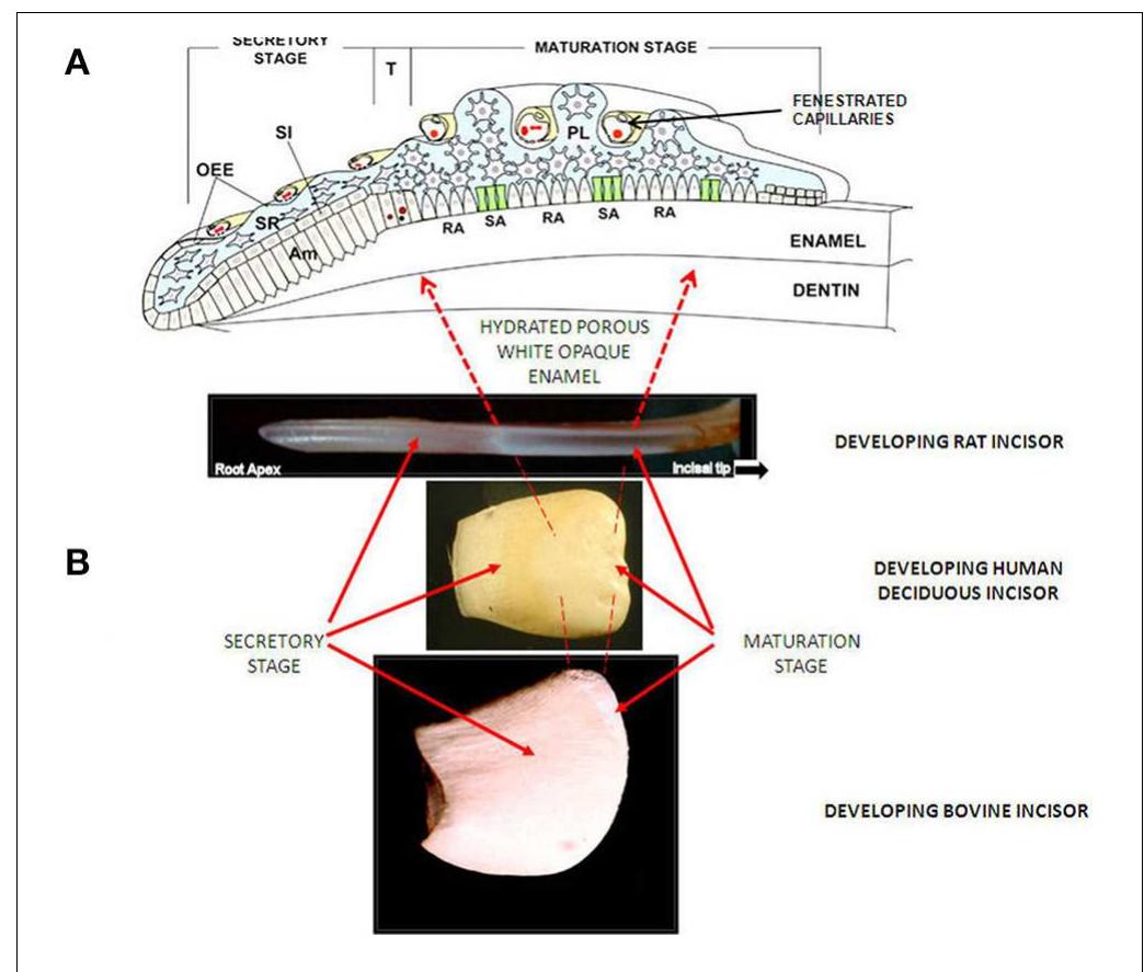 | (a) diagram of enamel organ at each stage of development.
