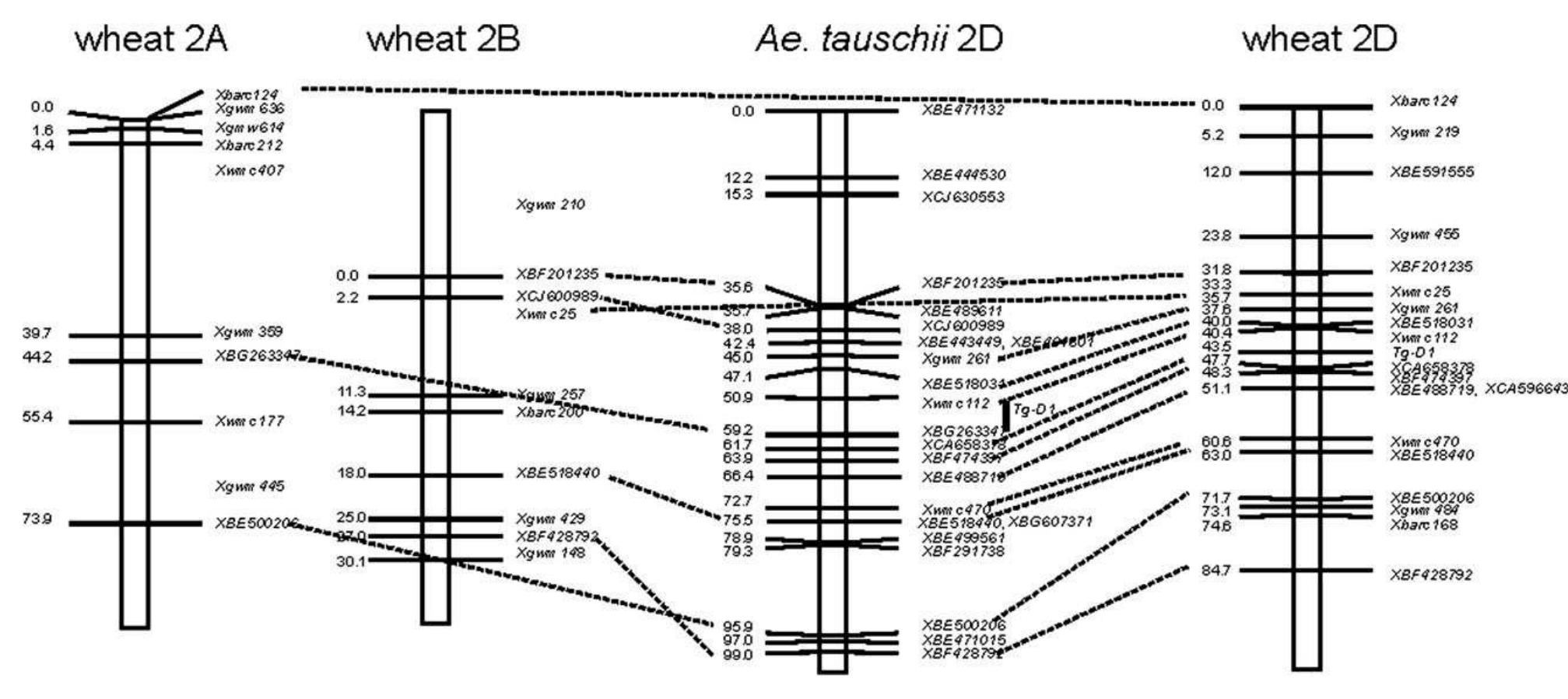Comparative map of wheat chromosome 2d based on the