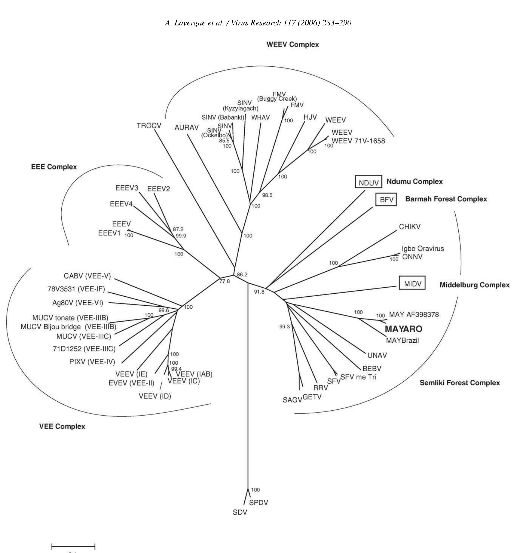 Unrooted phylogenetic tree of alphavirus species and