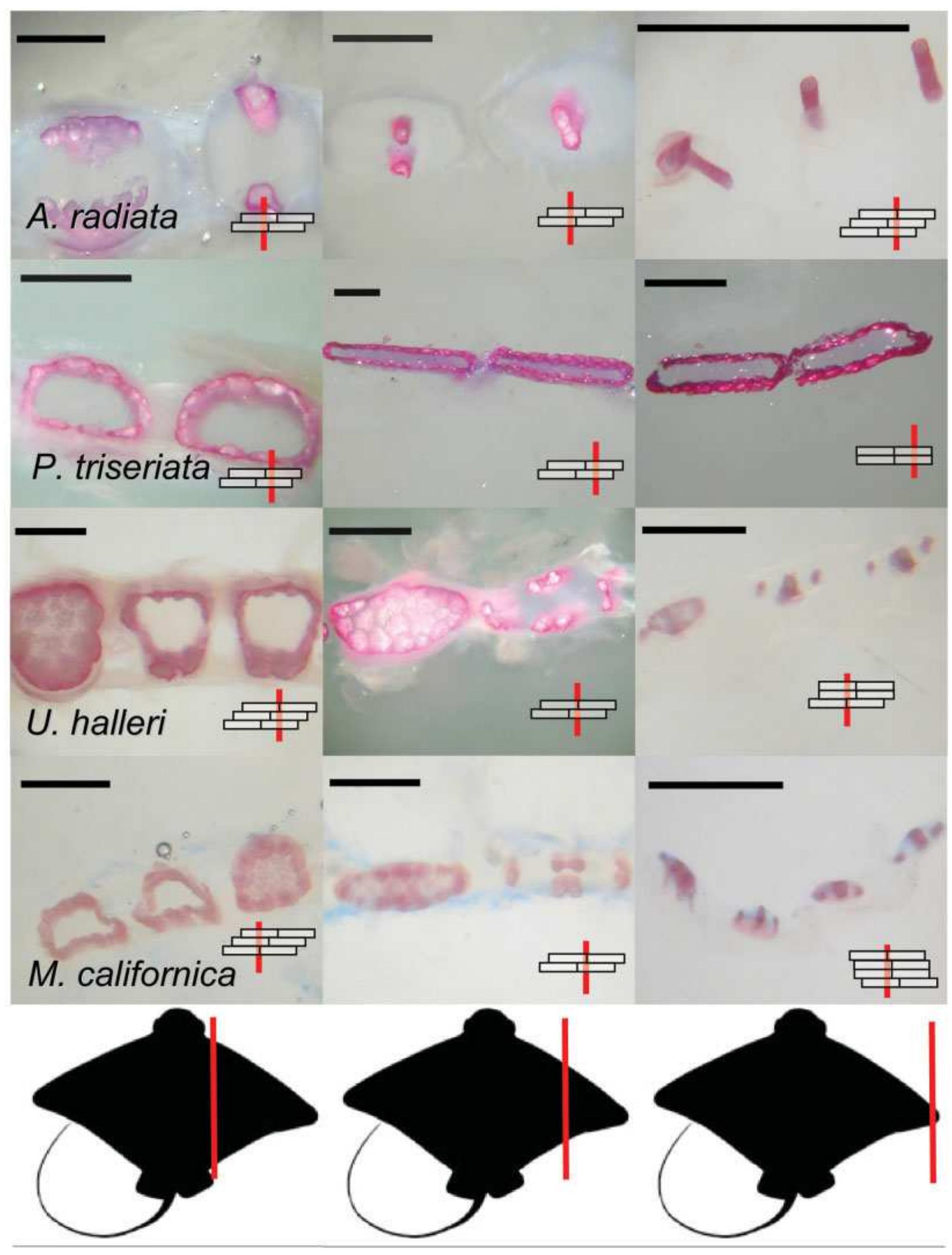 Cross-section of calcification in amblyraja radiata,
