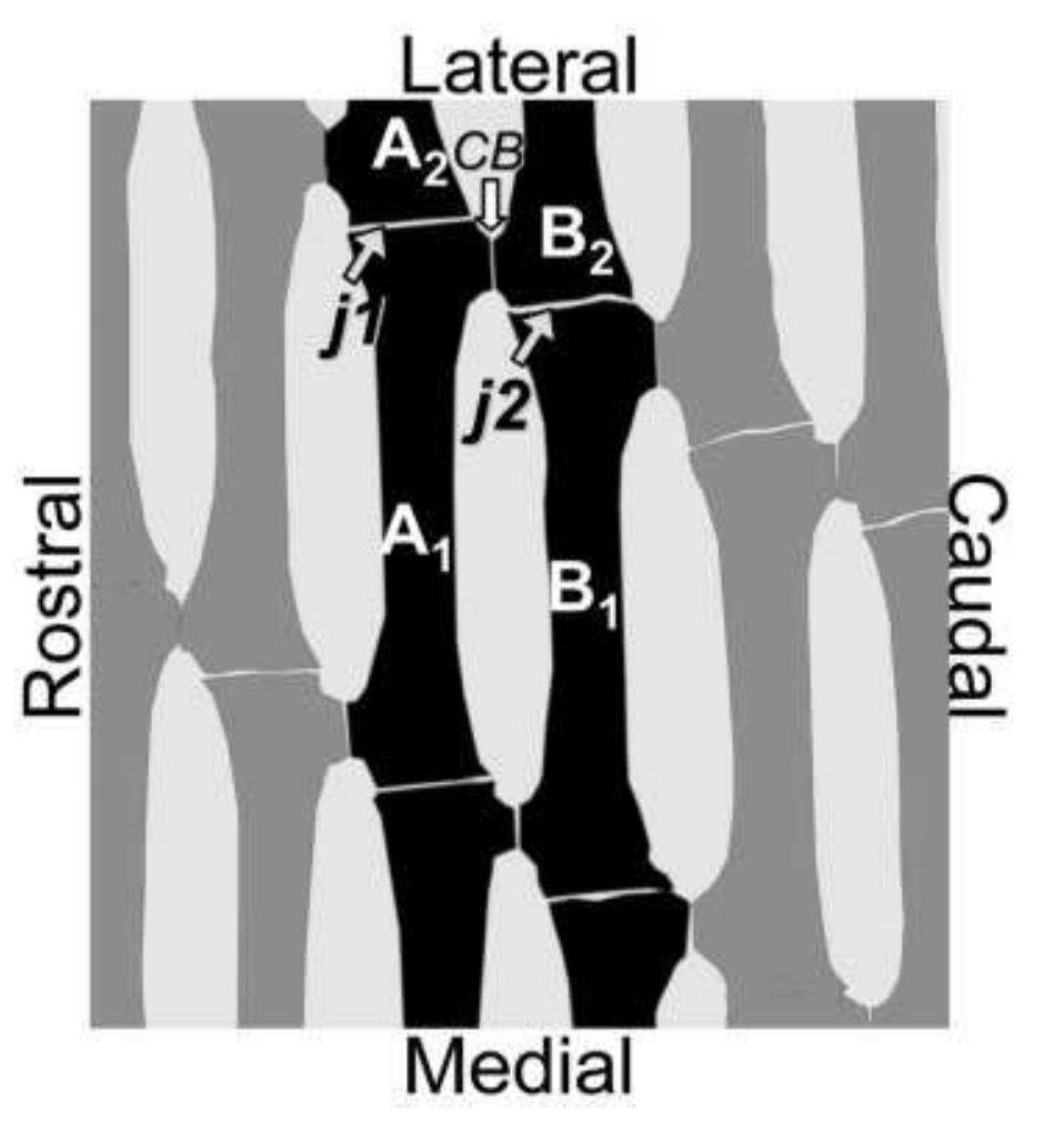 Schematic of cross-bracing. fin ray “a” is joined to fin ray
