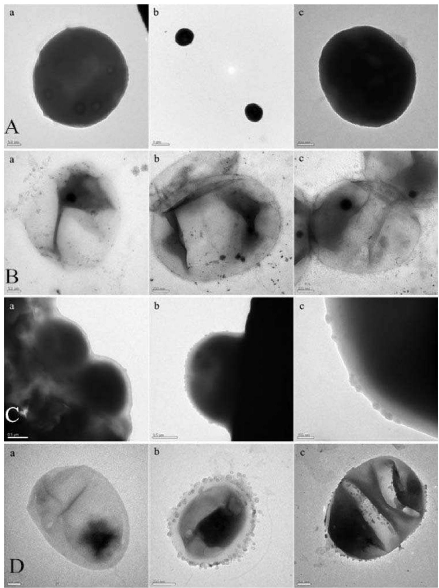 Tem images of s. pcc6803 before and after high speed of