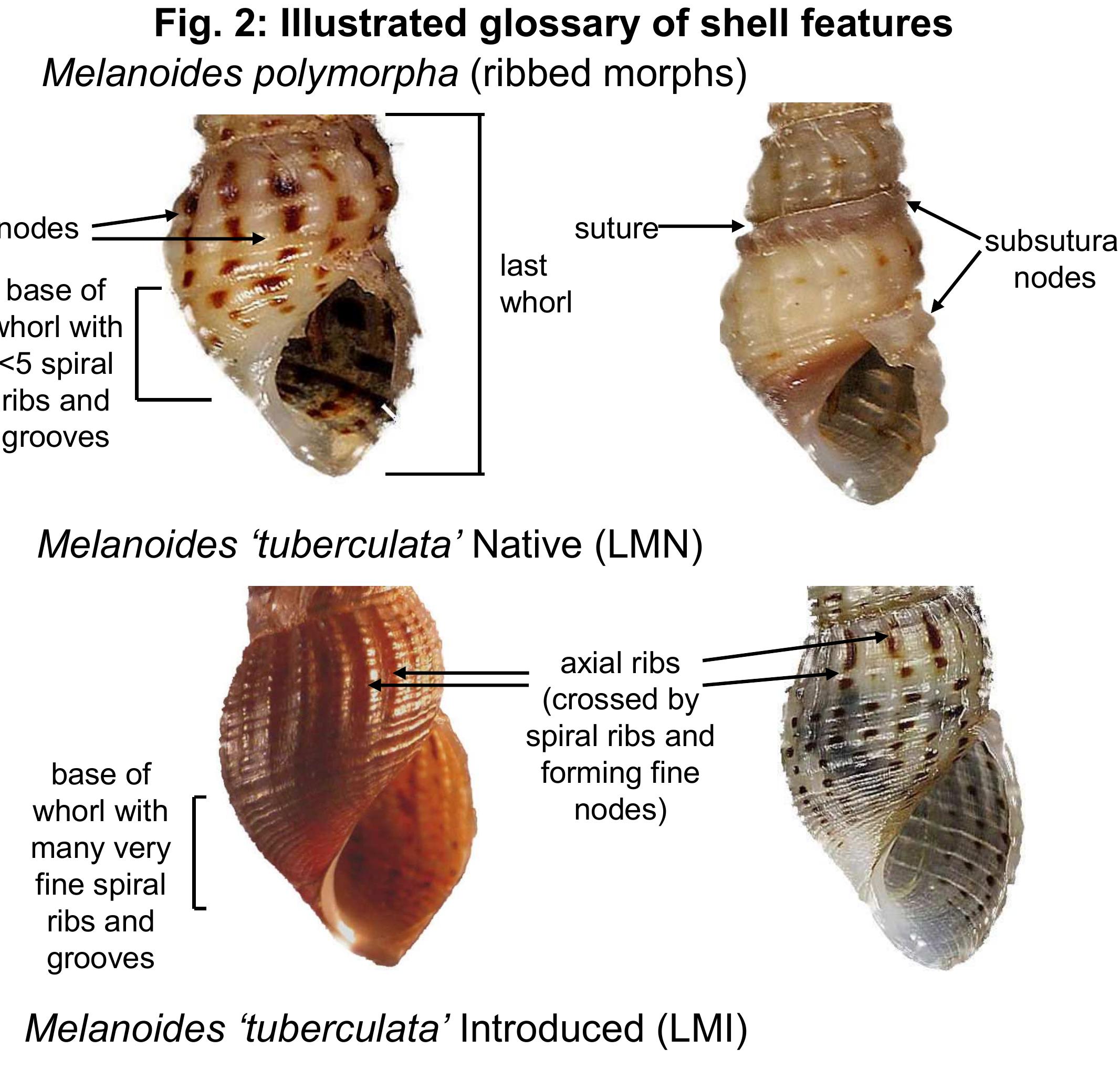 Figure 2 - A brief identification guide to Melanoides snail