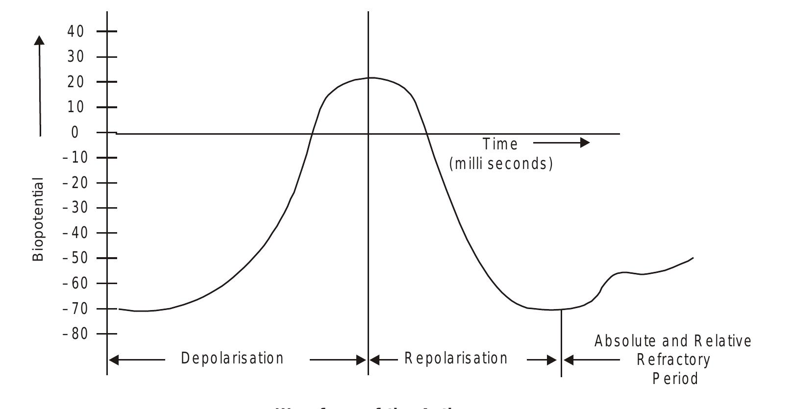 In nerve and muscle cells, repolarization is fast after