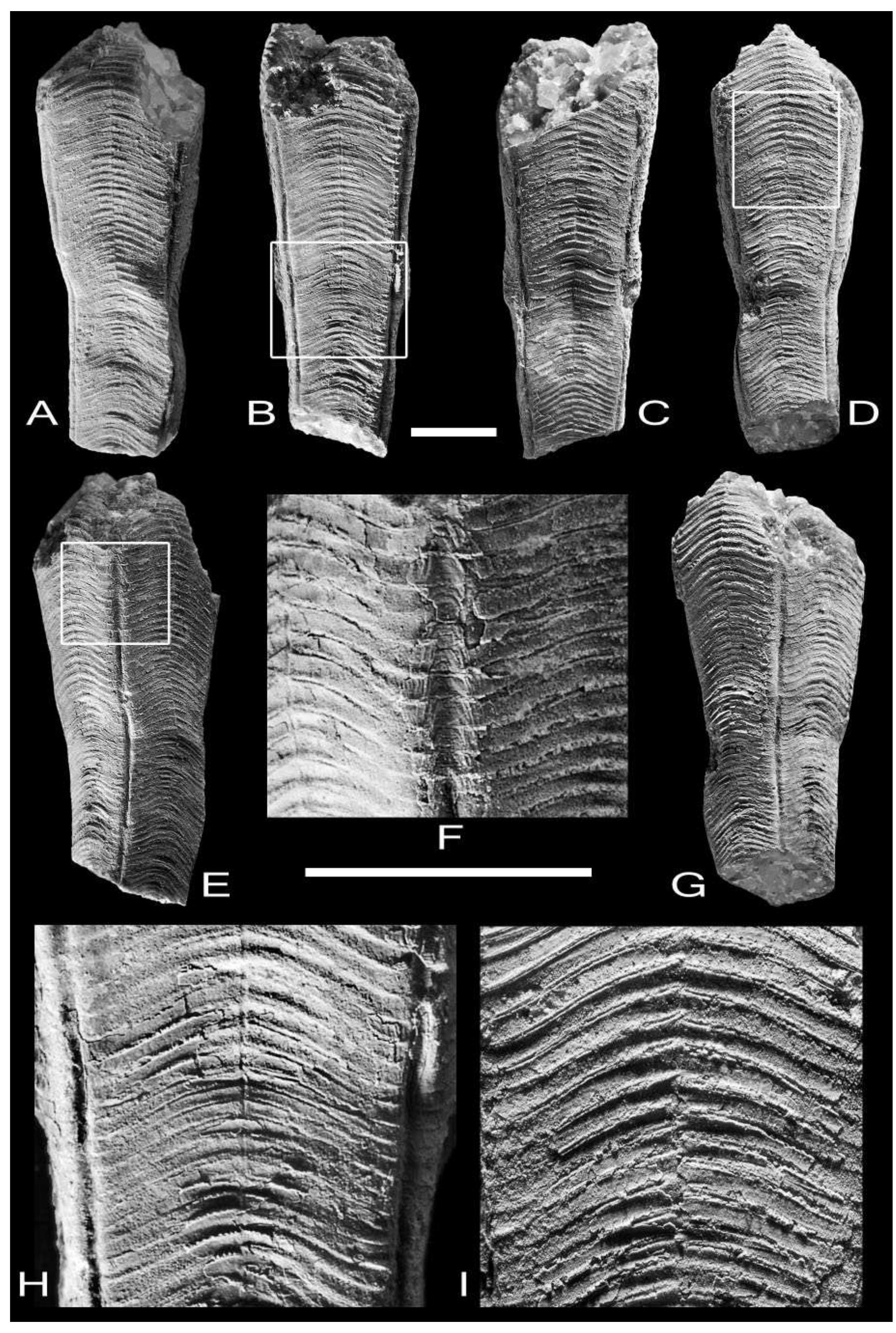 Figure 2 - Rare Fossils (Conulata; Rostroconchia;