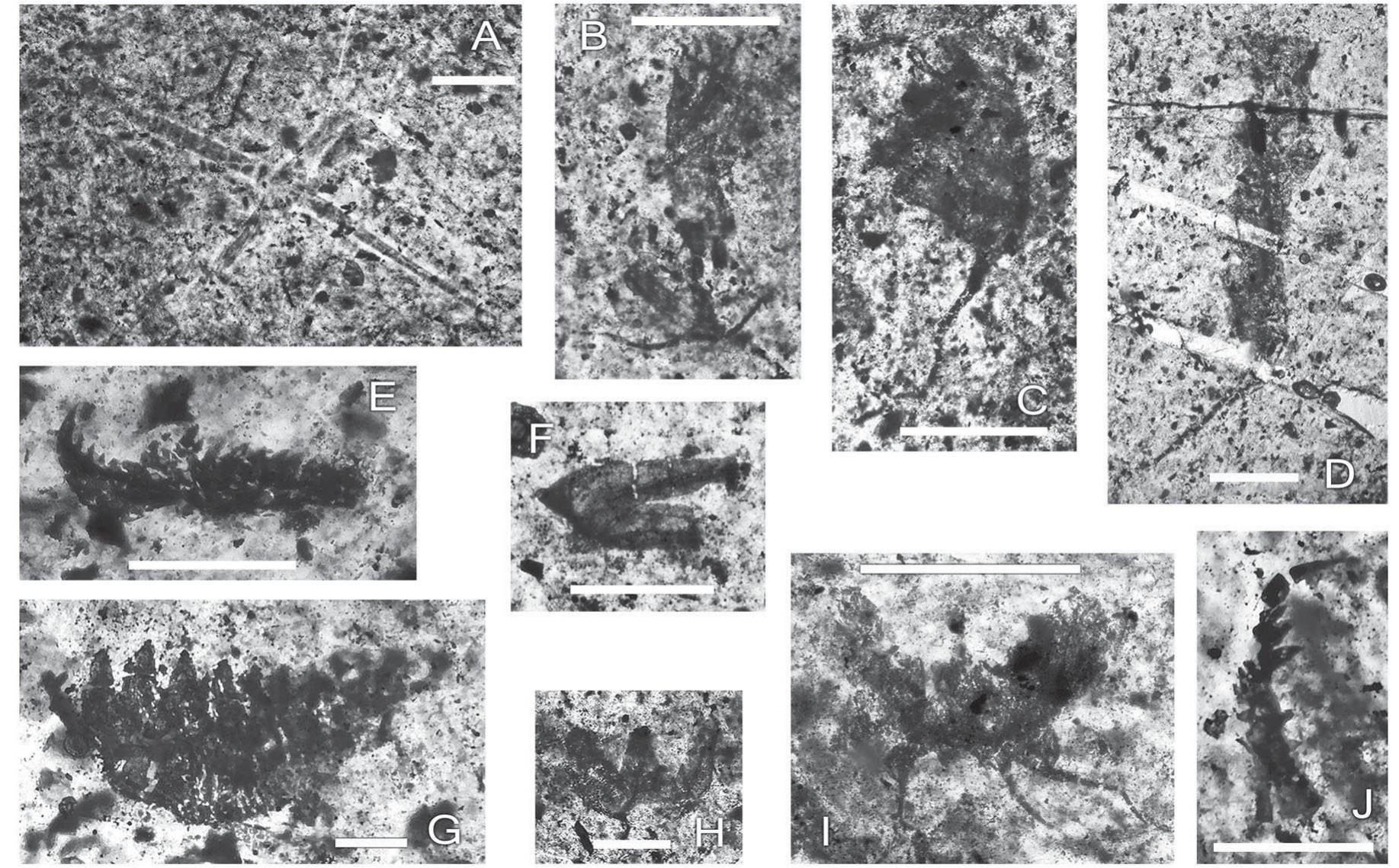 Fossils in thick-sections of chert from locality 1, west of