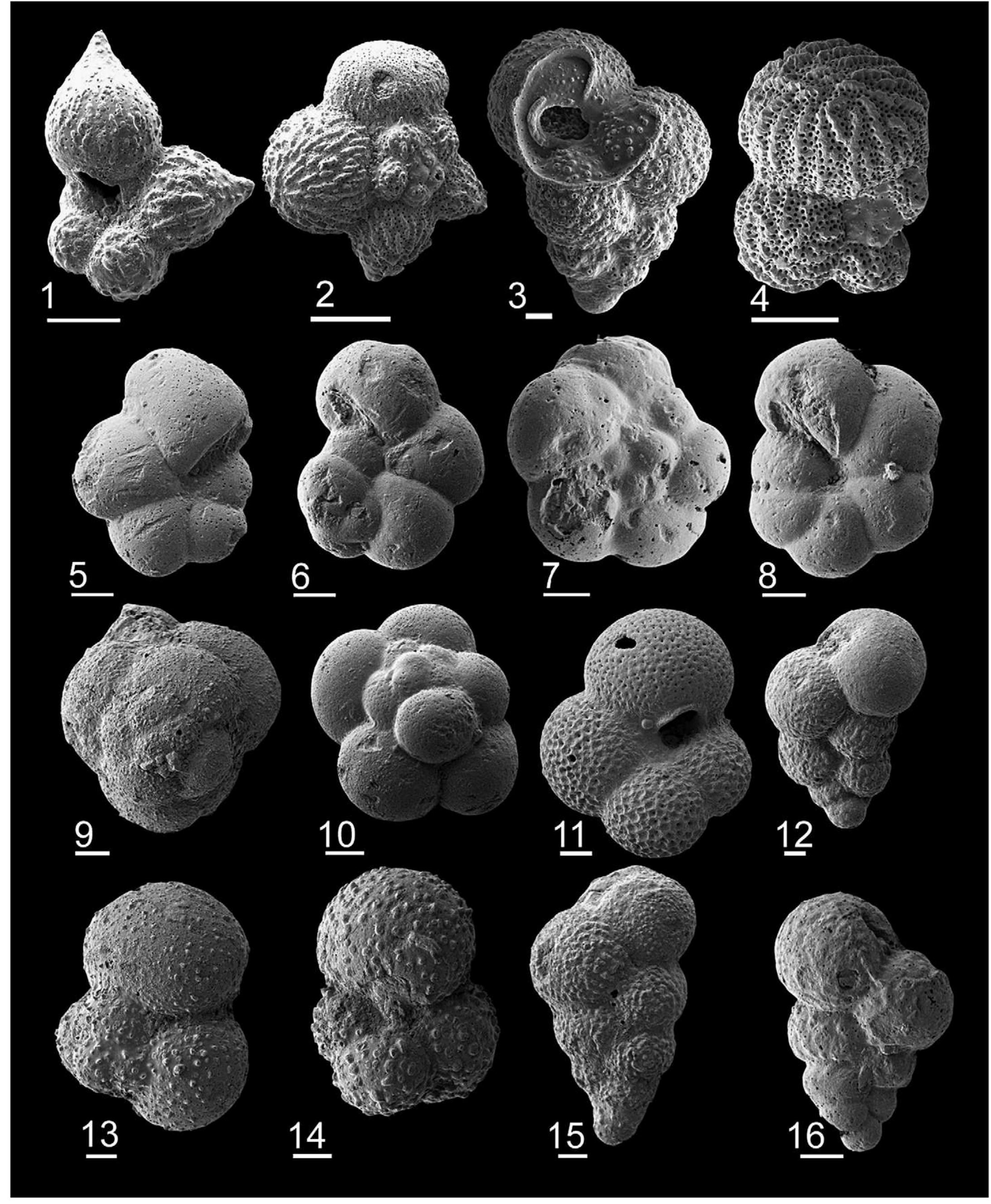 Sem illustrations of planktic foraminifera from brazos
