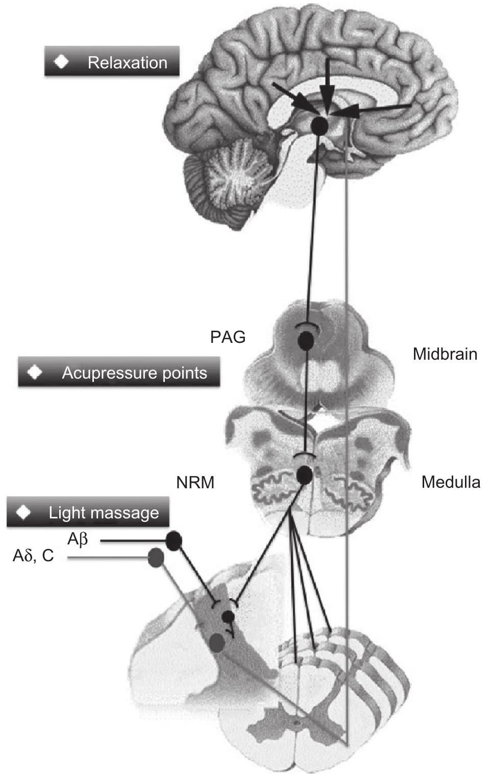 | the different levels of pain modulation mechanisms used by