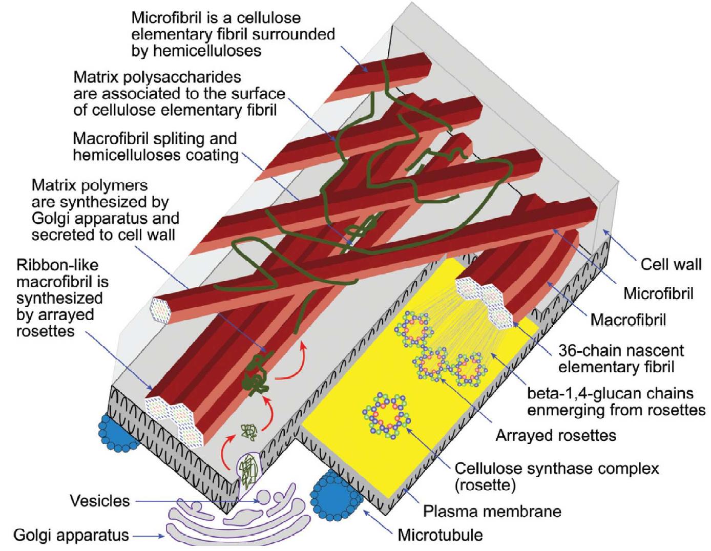 2: plant cell wall synthesis. adapted from [40].