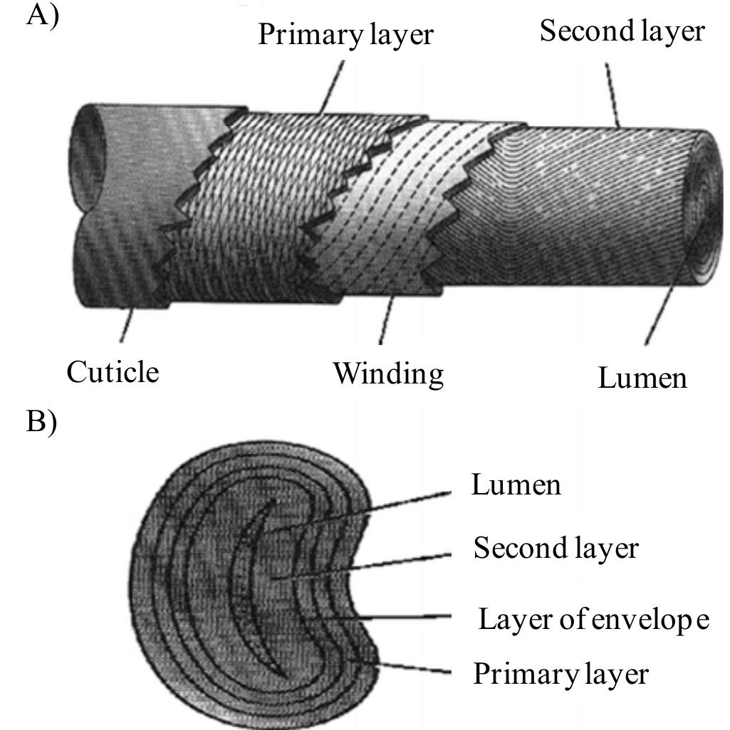 4: a) structure of a cotton fiber, b) cross section of a