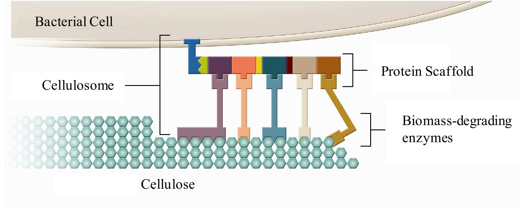 8: the cellulosome complex. adapted from [64]. crystalline