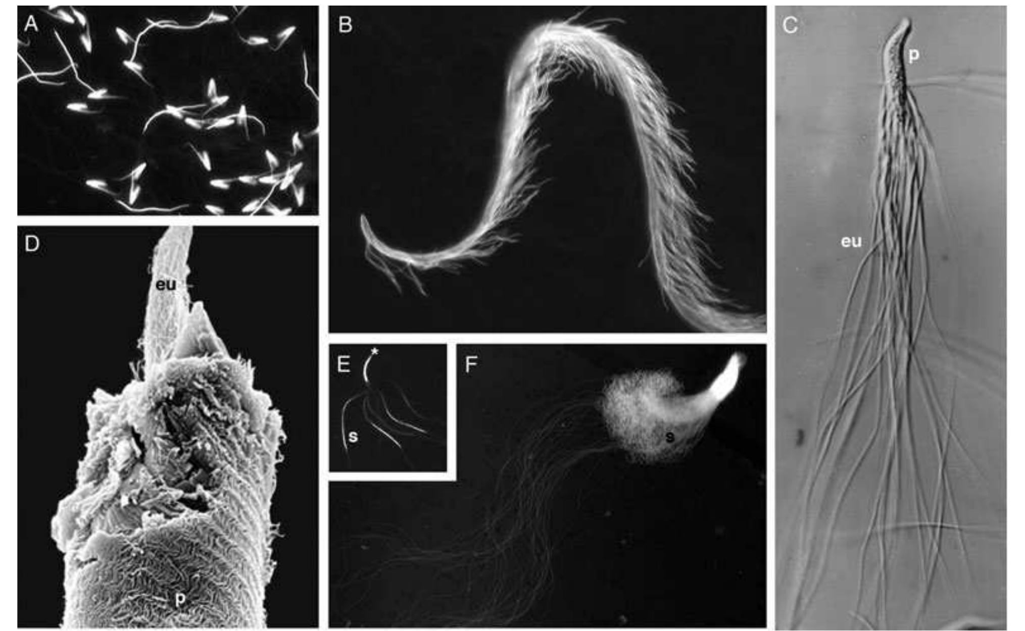 Heterospermatozeugmata. (a, b) fluorescence image of