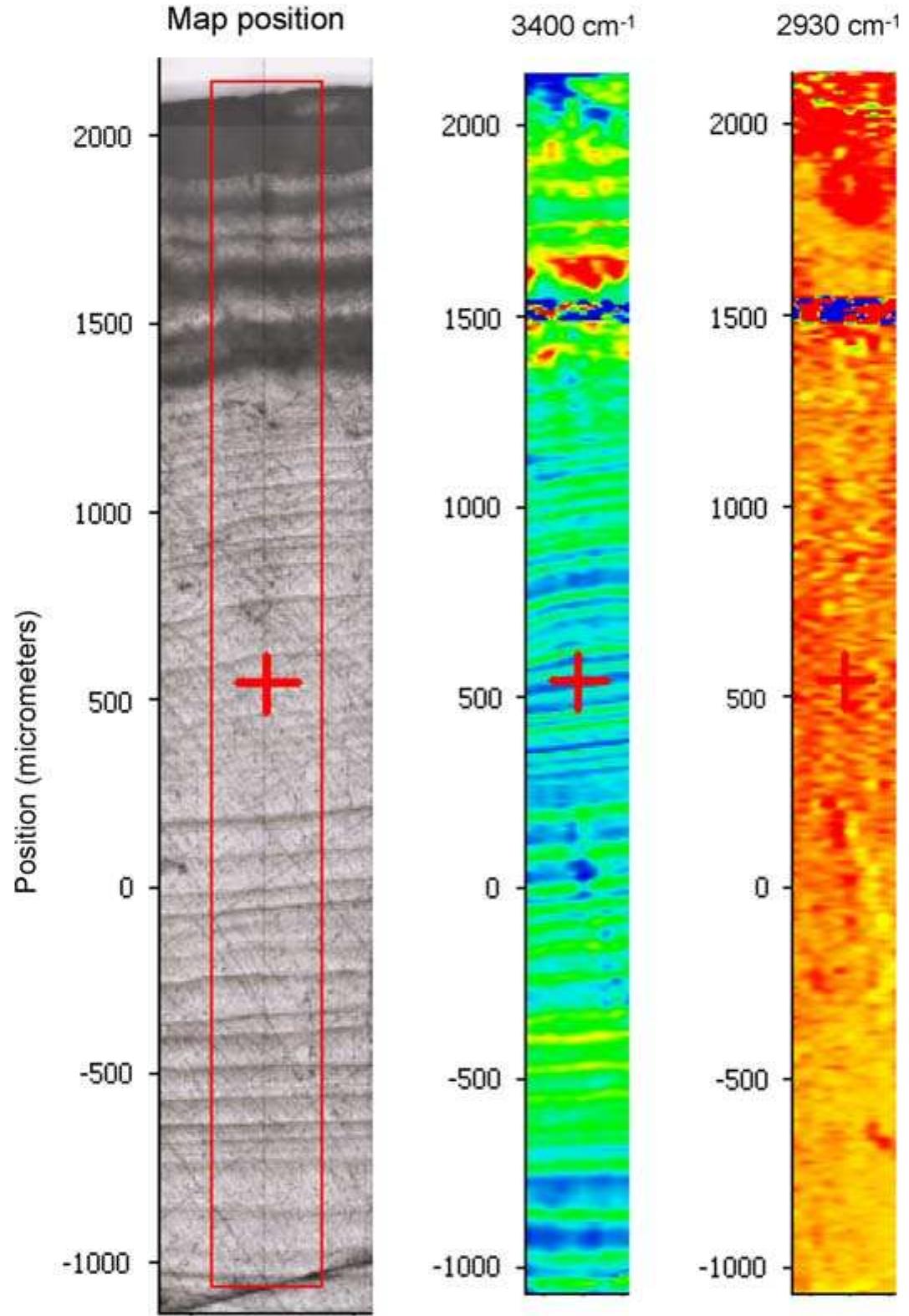 Synchrotron radiation ft-ir generated maps relative to the
