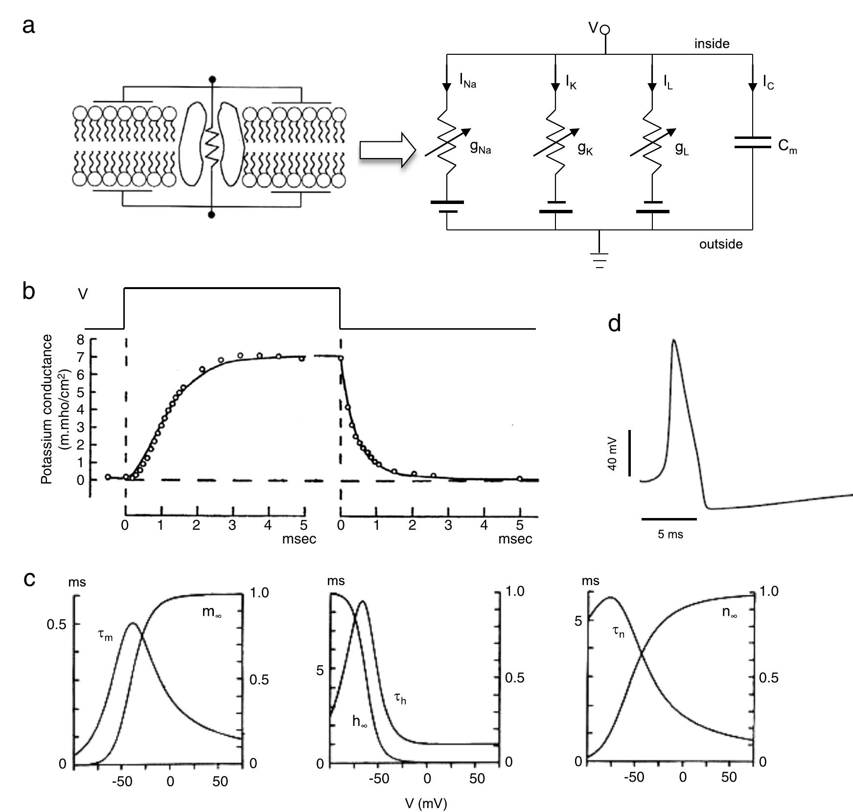 The hh model. a. left panel: schematic plot representing the