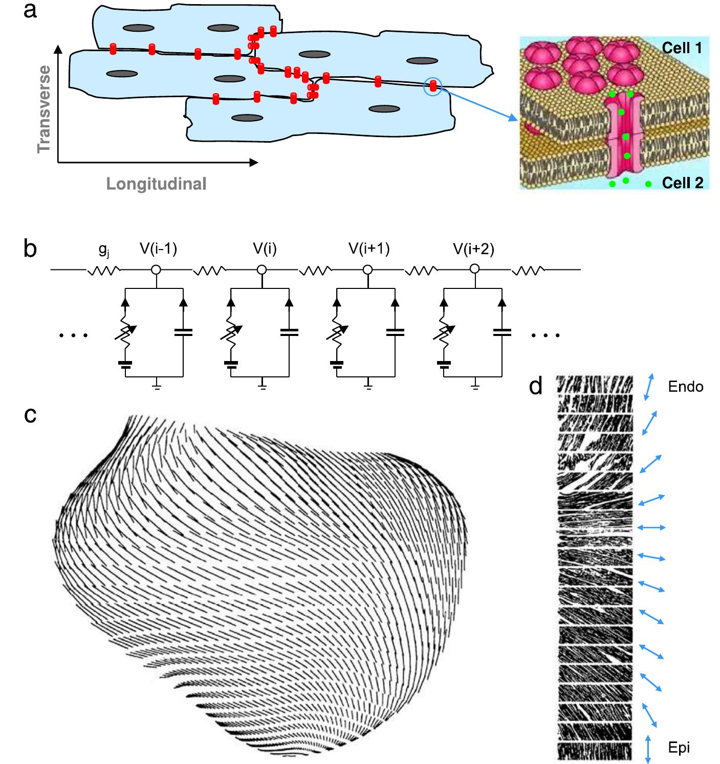 Myocyte coupling and tissue model. a. left: a schematic plot