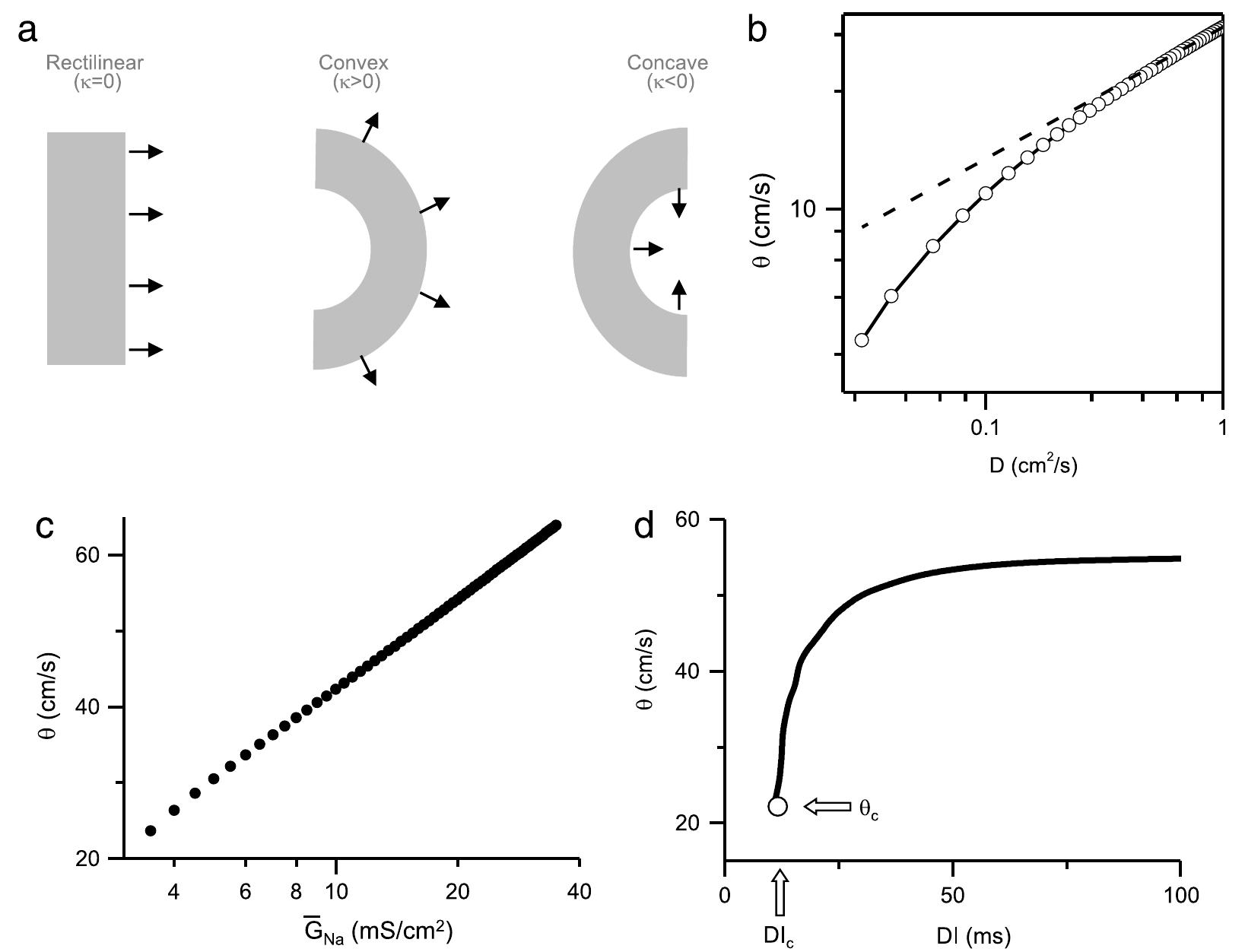 Conduction in cardiac tissue. a. schematic plot of a