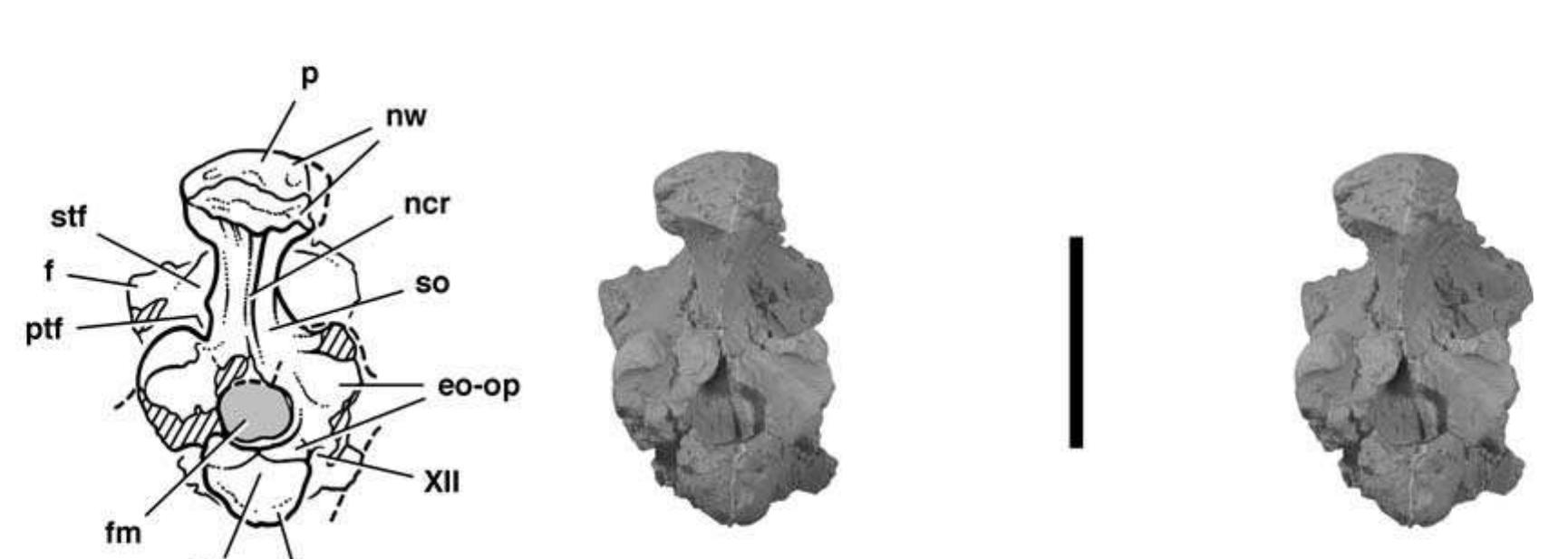 stereopairs and line drawing of the braincase (cast) of