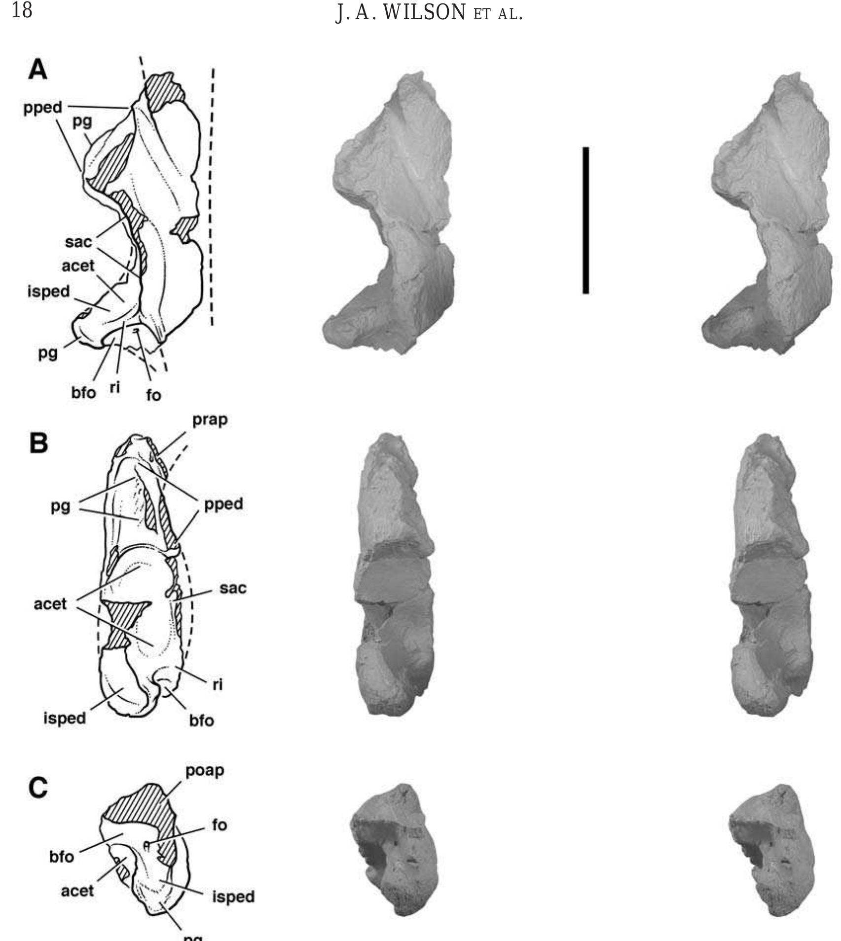 “1g. 9 — stereopairs and line drawings of the left ilium