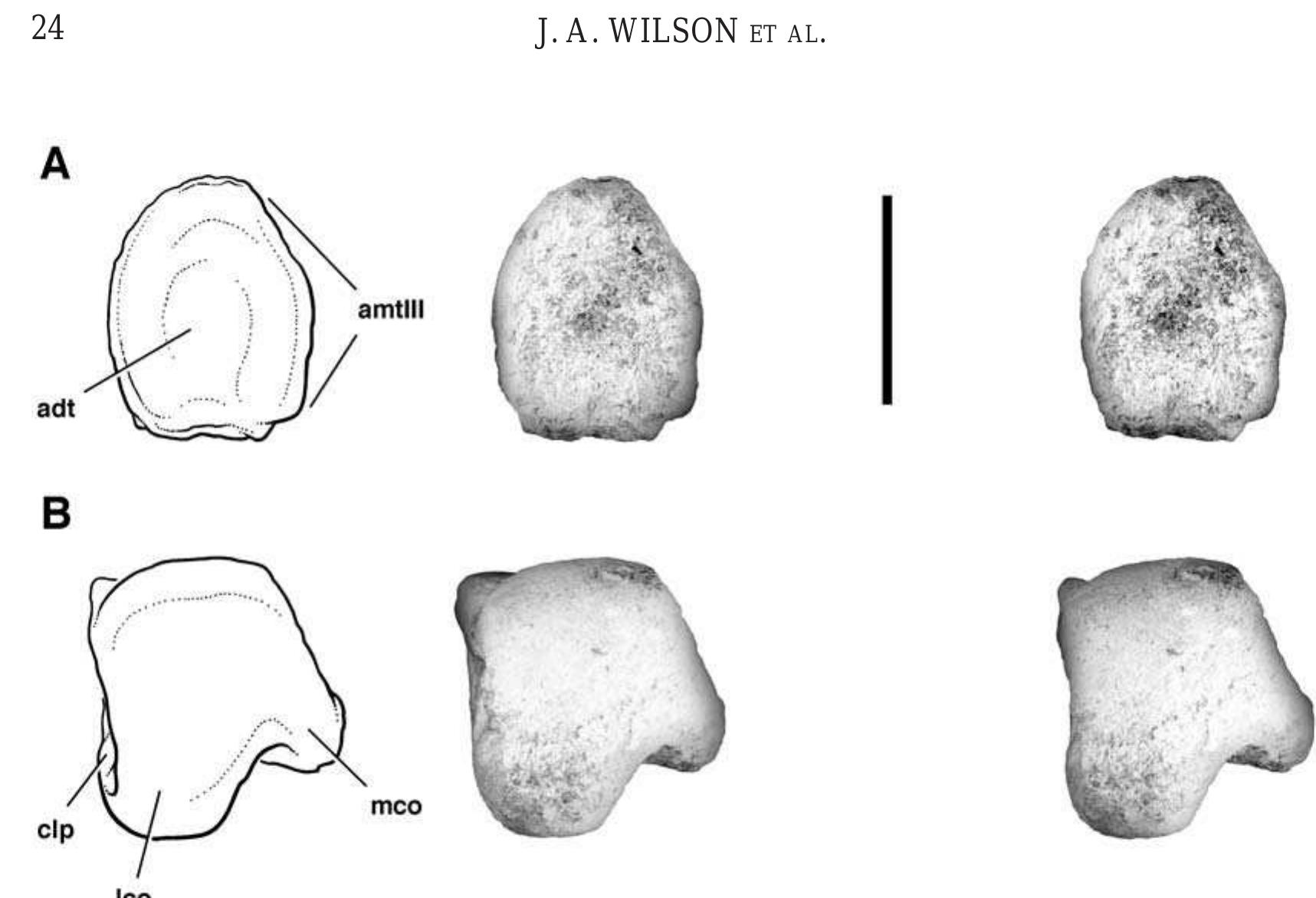 stereopairs and line drawings of right metatarsal ii of
