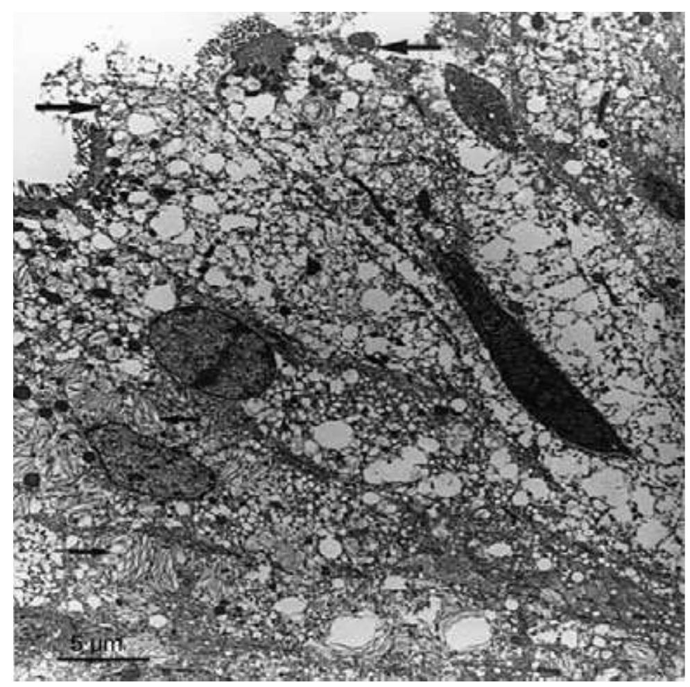 Figure 2 - from Prebiotics in aquaculture: a review