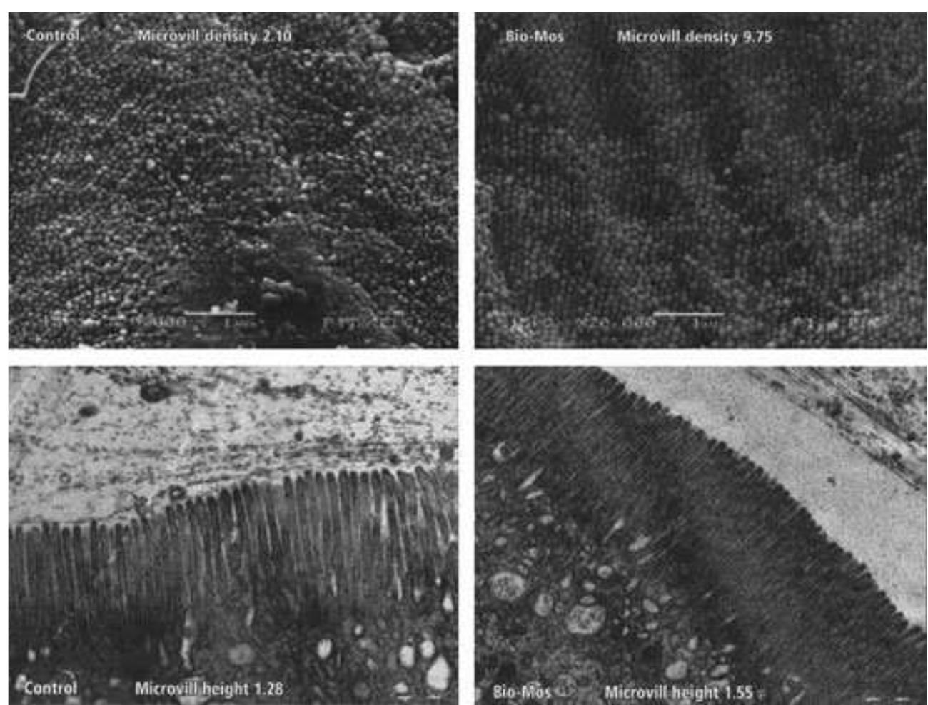 Microvilli structures in the gastrointestinal tract of