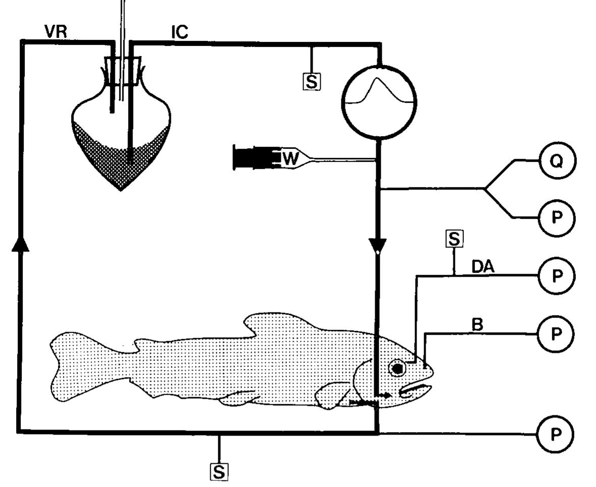Schematic representation of blood perfusion of rainbow