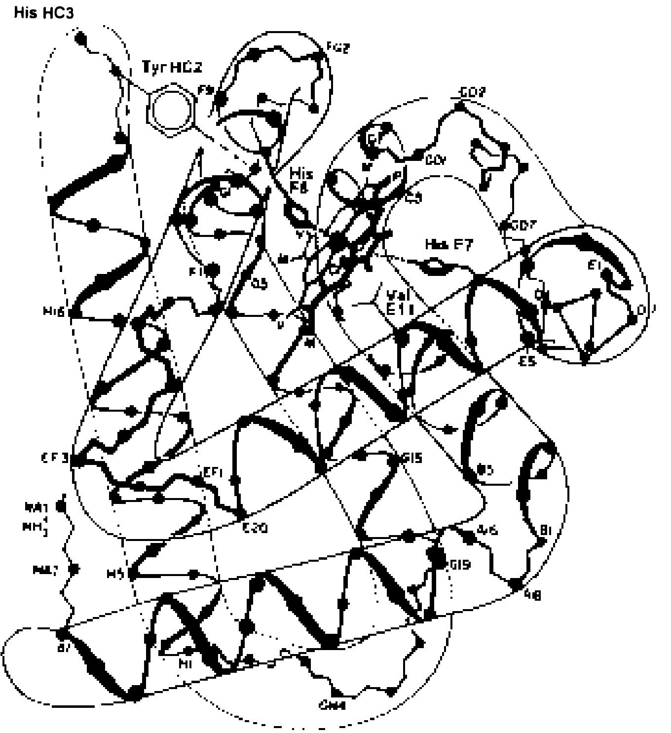 The 8 chain of human hemoglobin, illustrating the