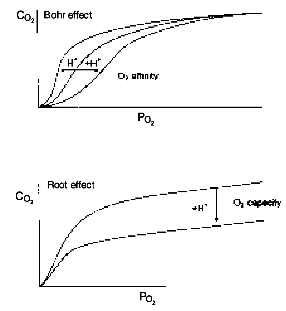 Figure 15 - from Fish_Physiology_1998_Vol_17_Fish_Respiratio
