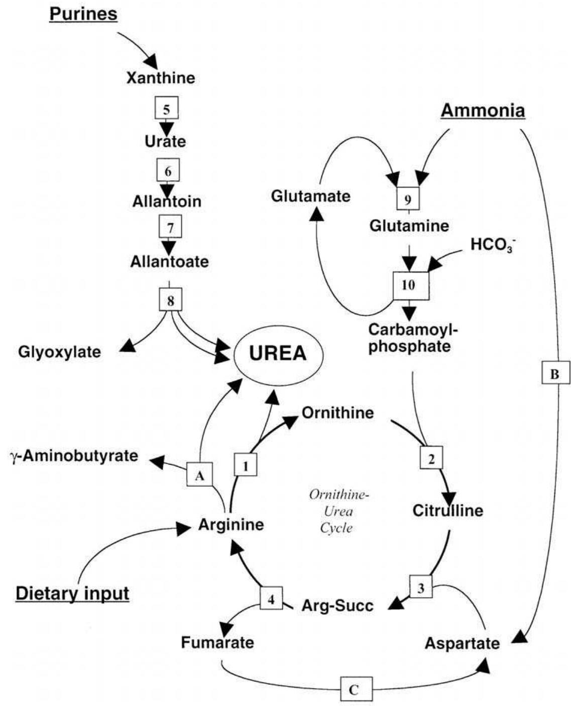 The three routes potentially leading to the metabolic