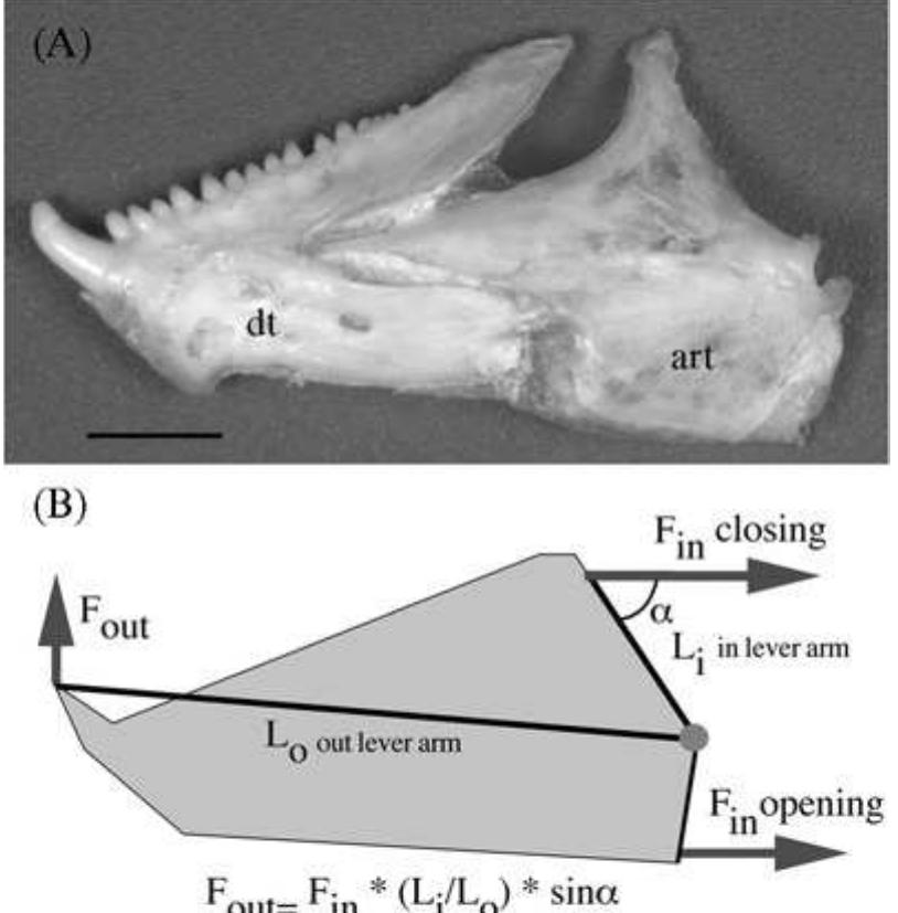 3. the lower jaw lever model in fishes. (a) the mandible of