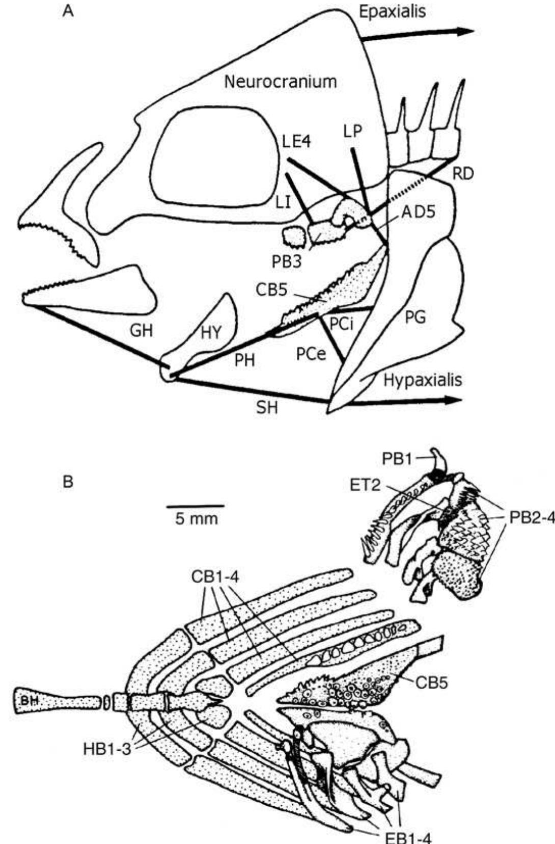 1. (a) schematic diagram of the pharyngeal jaw apparatus in