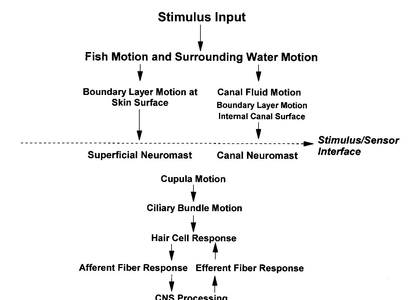 4. stimulus transduction pathway in the lateral line system