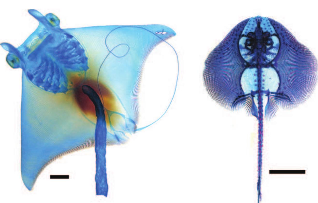 6. the wholly cartilaginous skeleton of two batoid fishes.