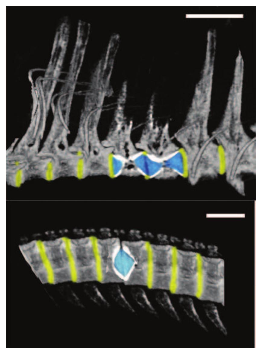 12. an illustration of the mechanical complexity of the fish