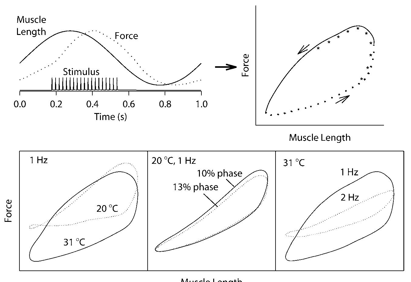 5. work loops from red muscle of salmon sharks (lamna