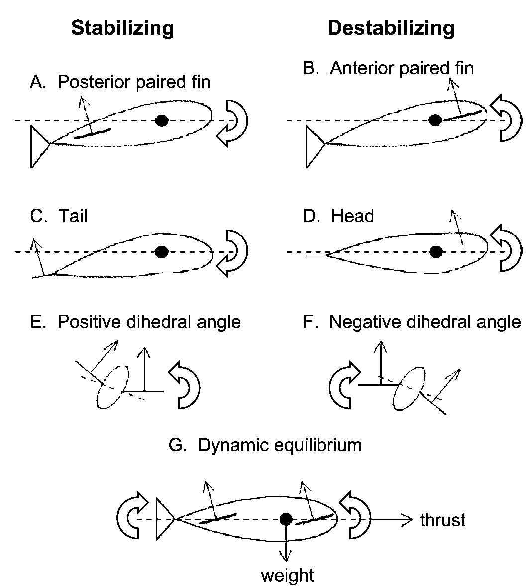 6. trimming roles of the body and median and paired fins in