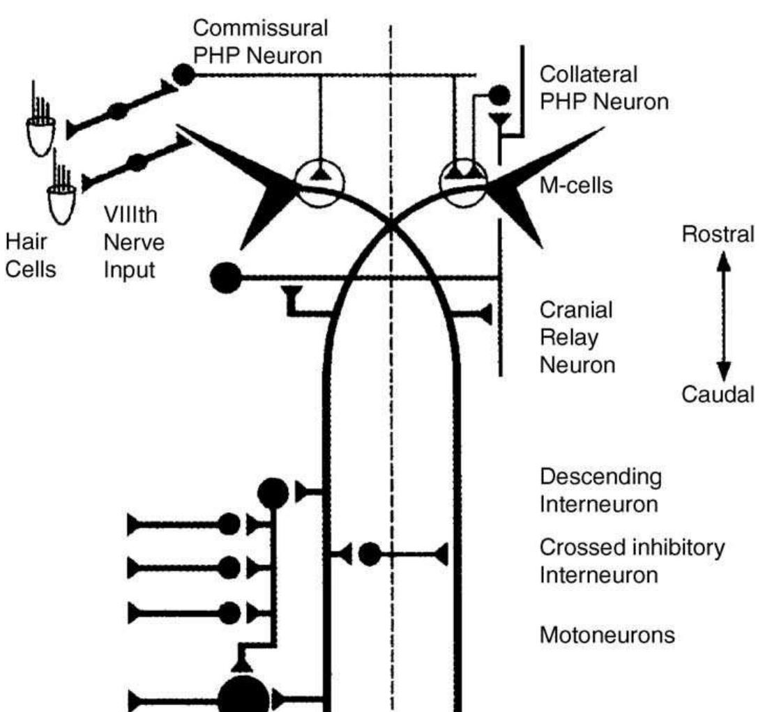 2. schematic illustration of mauthner cells and their input