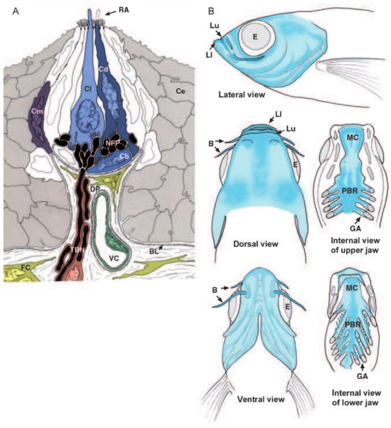 1. (a) schematic drawing of a taste bud (tb) typical for