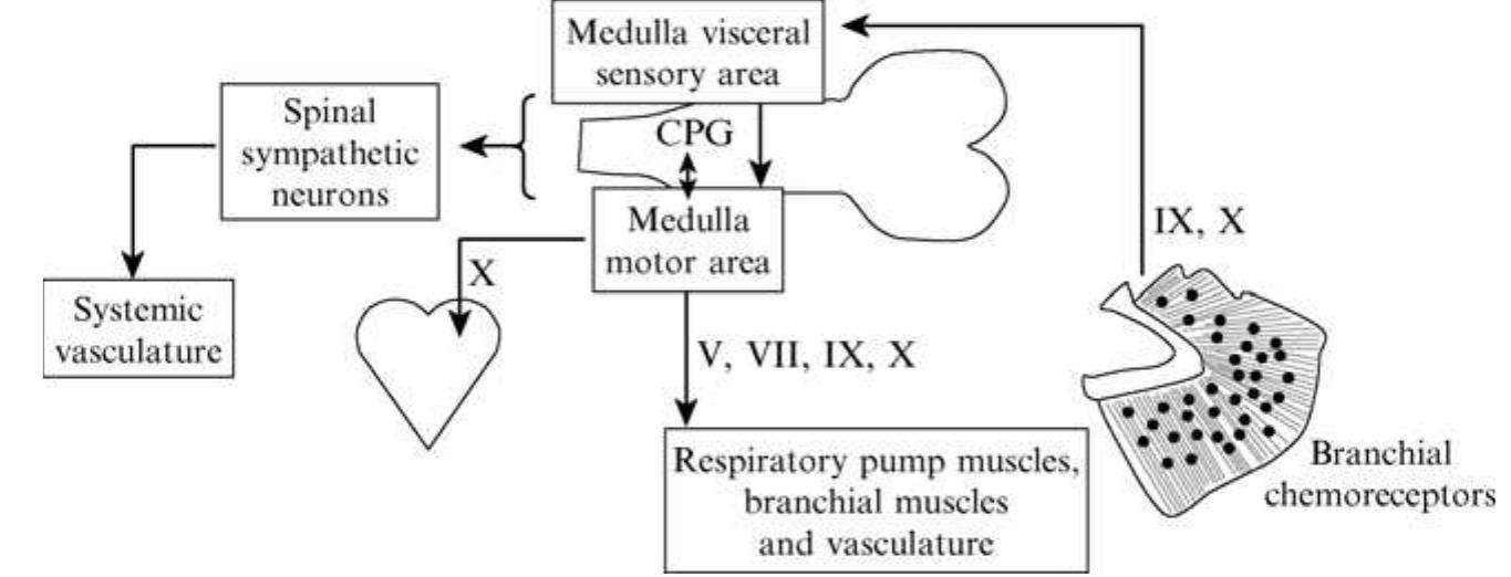 10. a schematic of branchial chemoreceptor reflex regulation