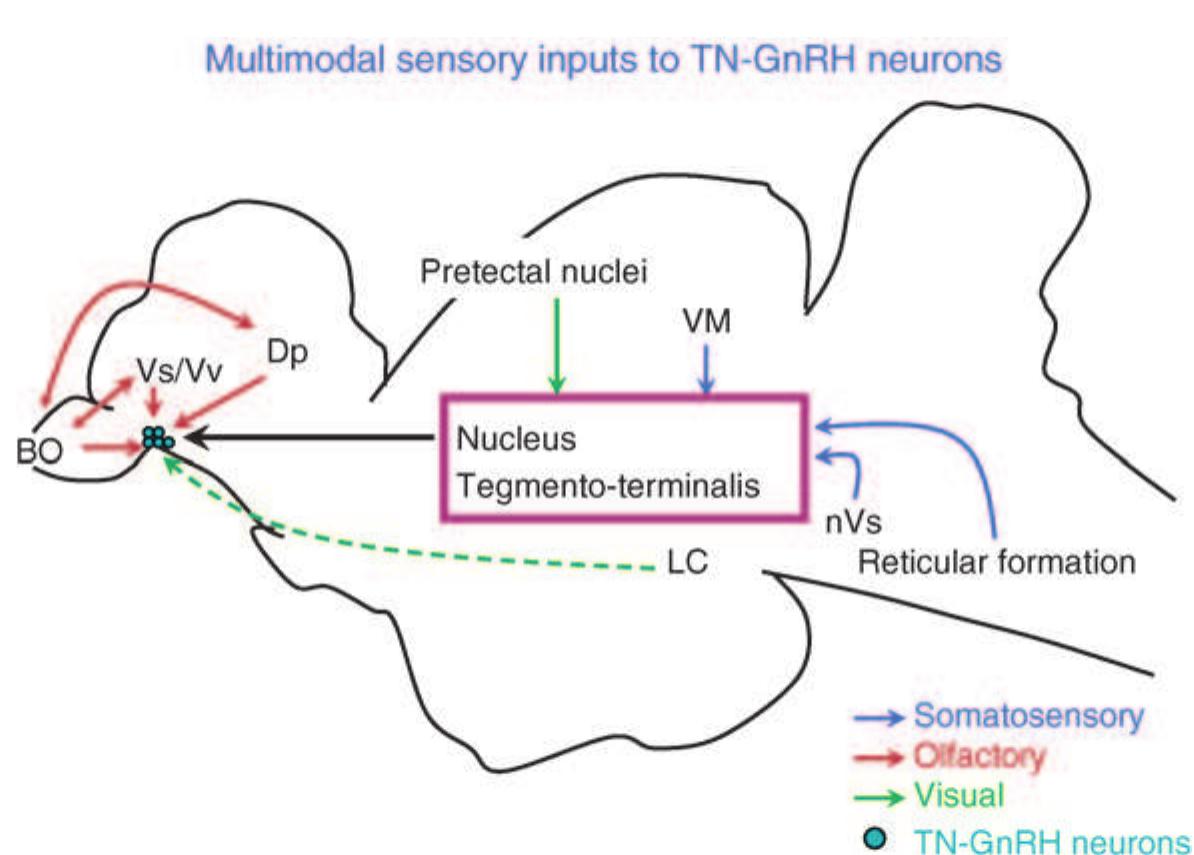 9. schematic diagram of the multimodal sensory inputs to the