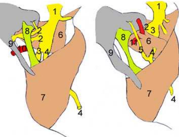 Schematic representation of normal anatomy of the ln and the