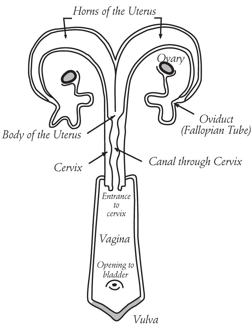 (PDF) AGR401 Reproductive system of cow
