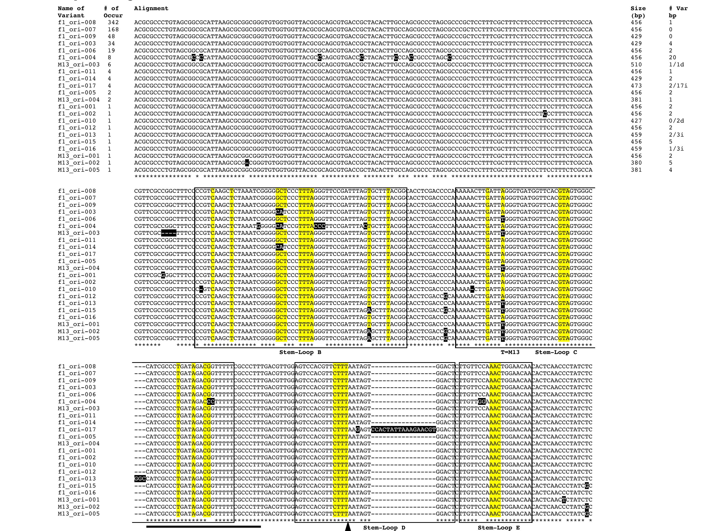 Primer rna (- strand synthesis)