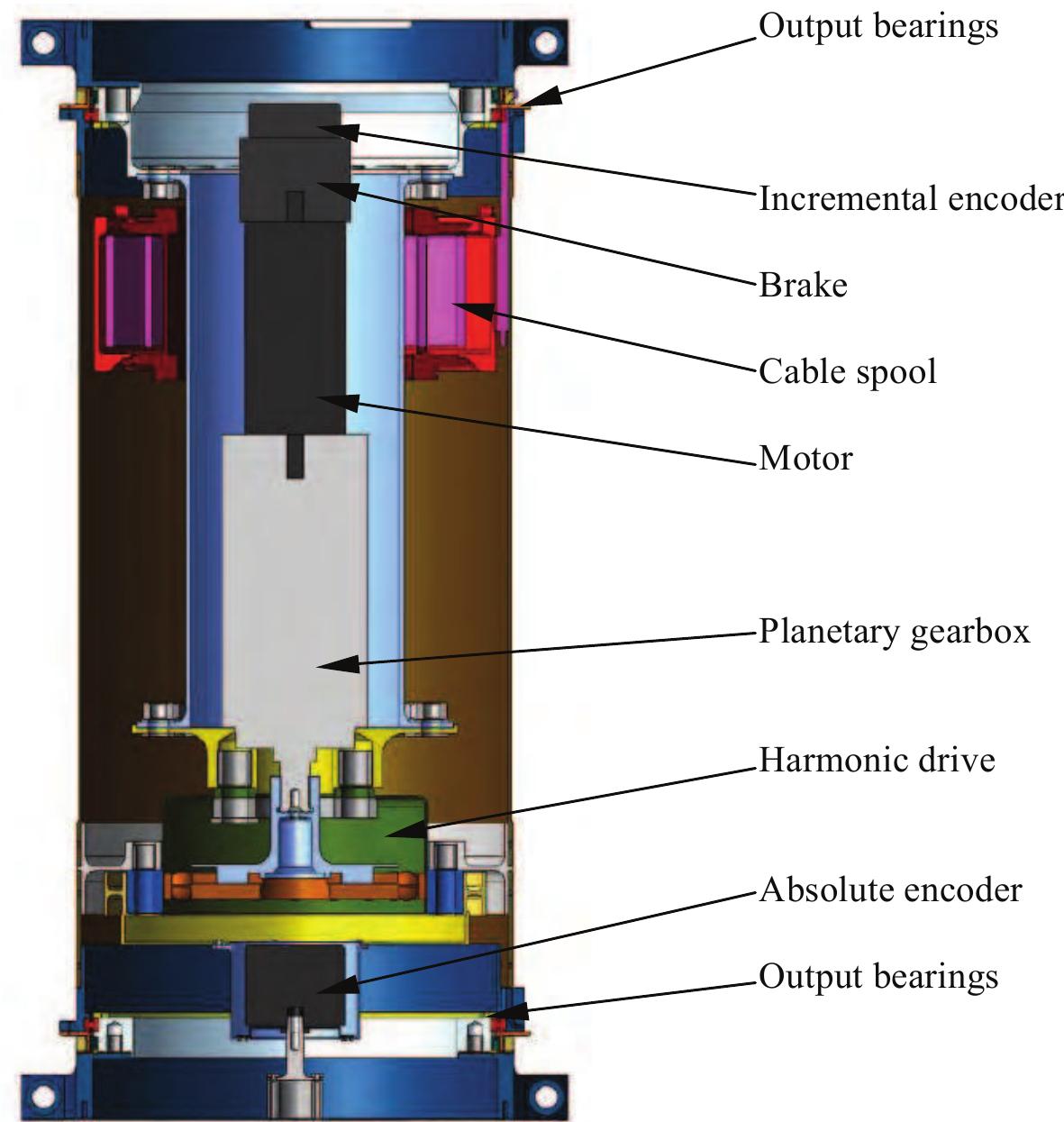 Athlete limb joint cross-section (heverly, matthews, frost,