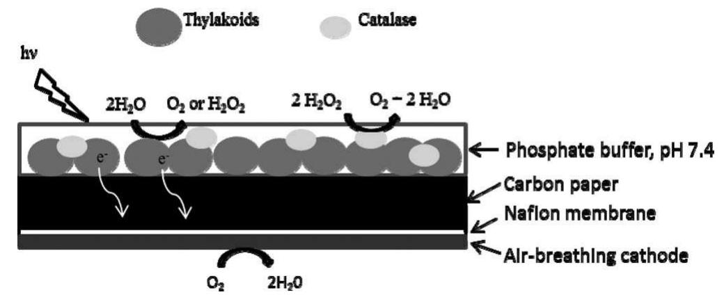 Schematic of bio-solar cell. a representative cyclic