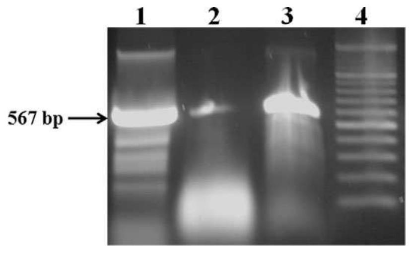 In vitro stability of dsrna-sft6 in the midgut juice of s.