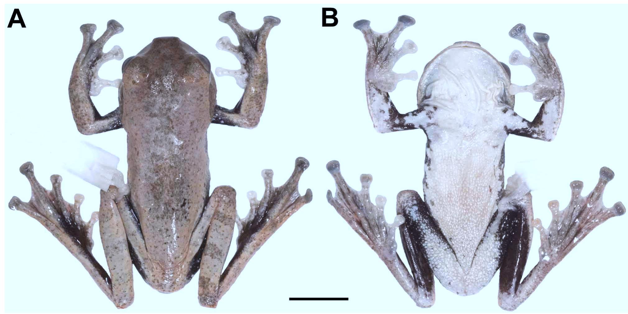 Dorsal (a) and ventral (b) views of preserved male holotype