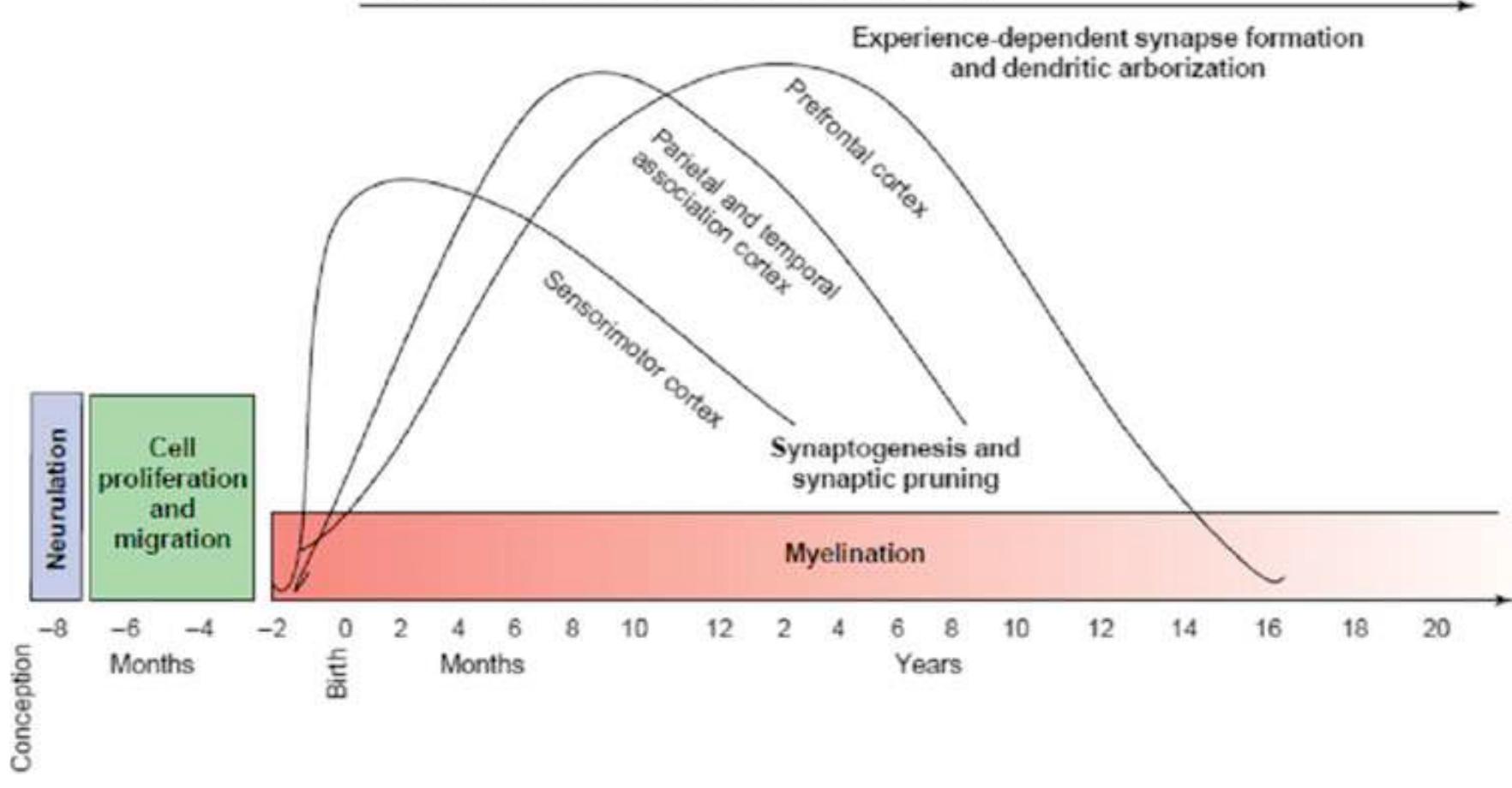 Developmental course of human brain development figure 1:
